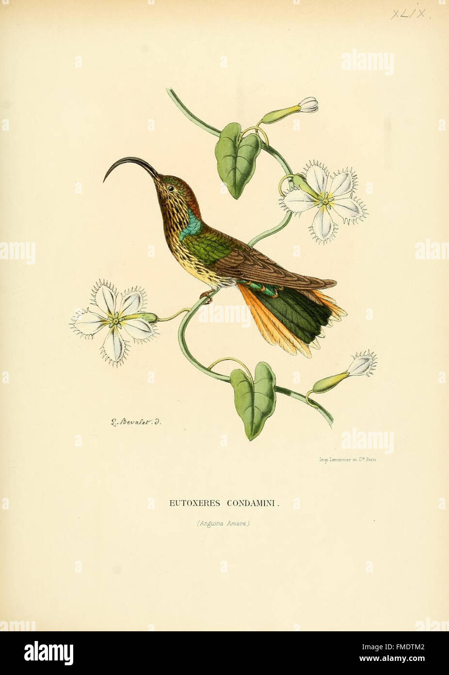 Plate XLIX from 'Histoire naturelle des oiseaux-mouches' showcases ...