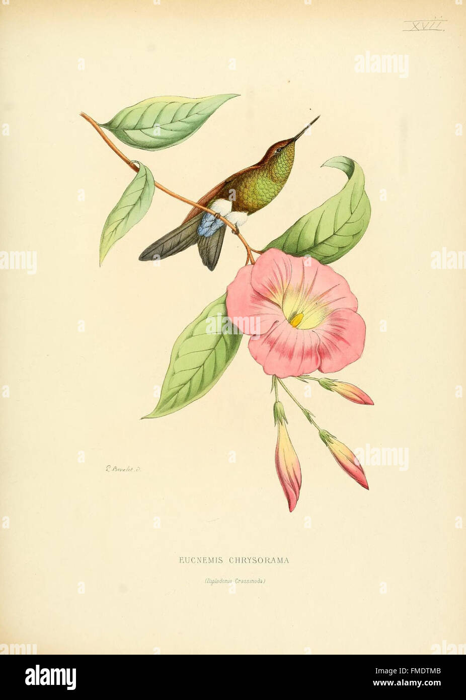 Plate XVII from 'Histoire naturelle des oiseaux-mouches' illustrates ...