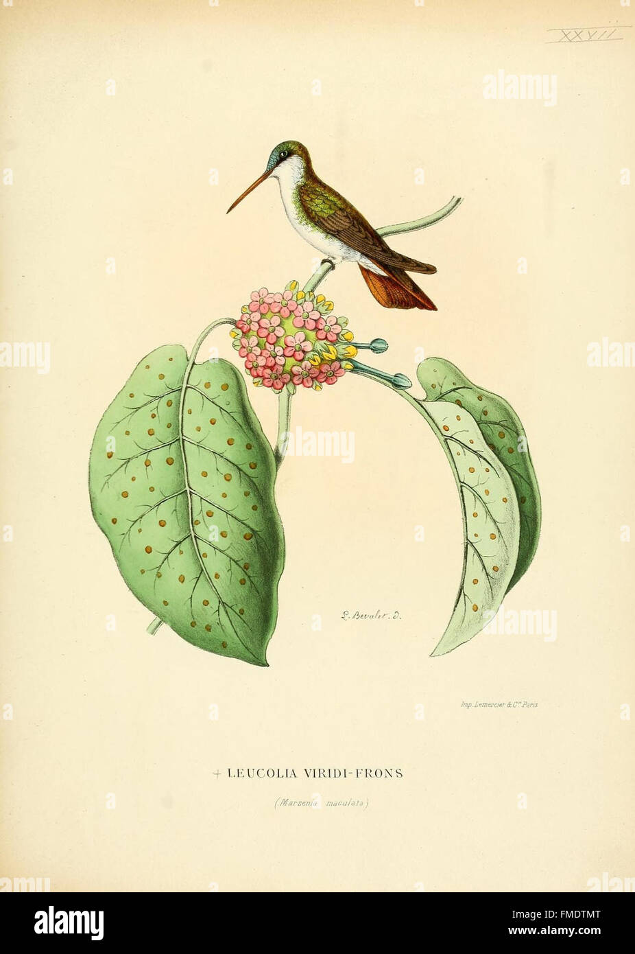 This plate from 'Histoire naturelle des oiseaux-mouches' illustrates ...