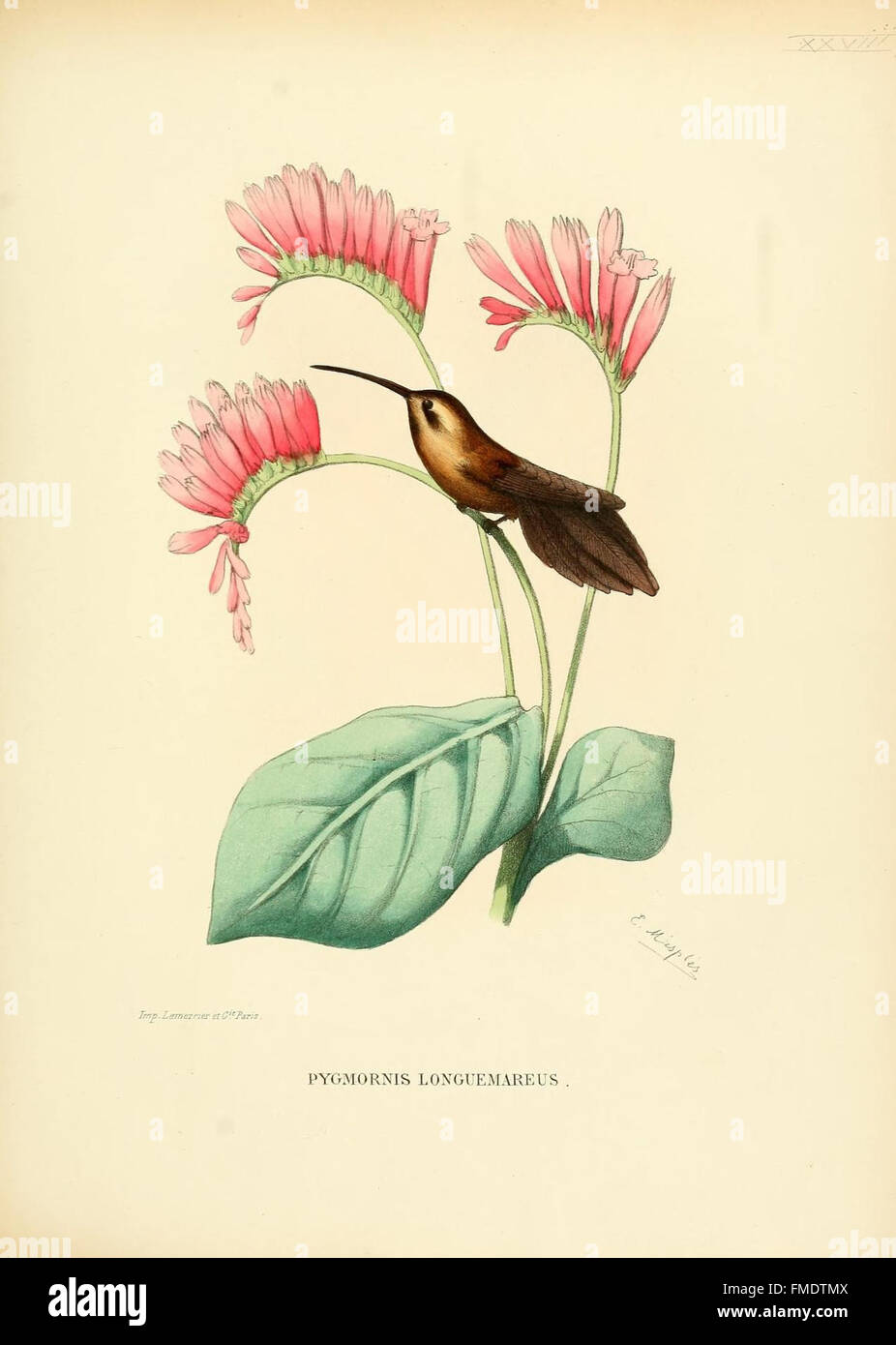 'Histoire Naturelle des Oiseaux-Mouches' (Plate XXVIII) provides a ...