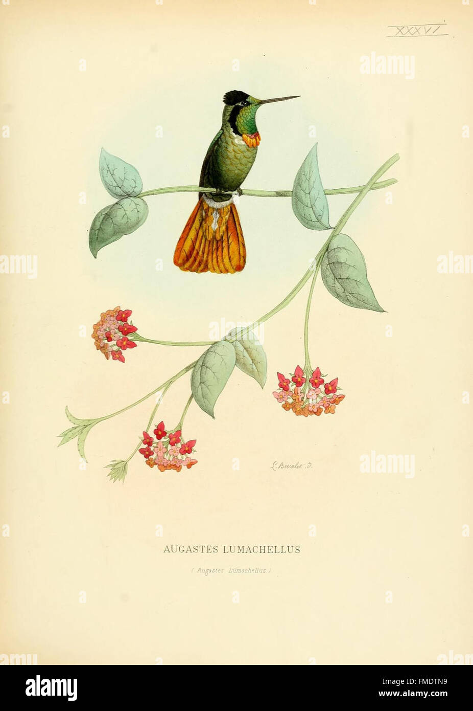 Plate XXXVI from 'Histoire Naturelle des Oiseaux-Mouches' features ...