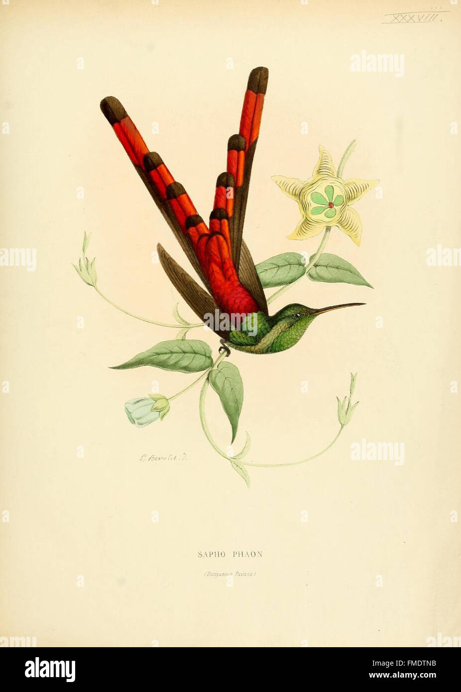 Plate XXXVIII from 'Histoire Naturelle des Oiseaux-Mouches' shows ...