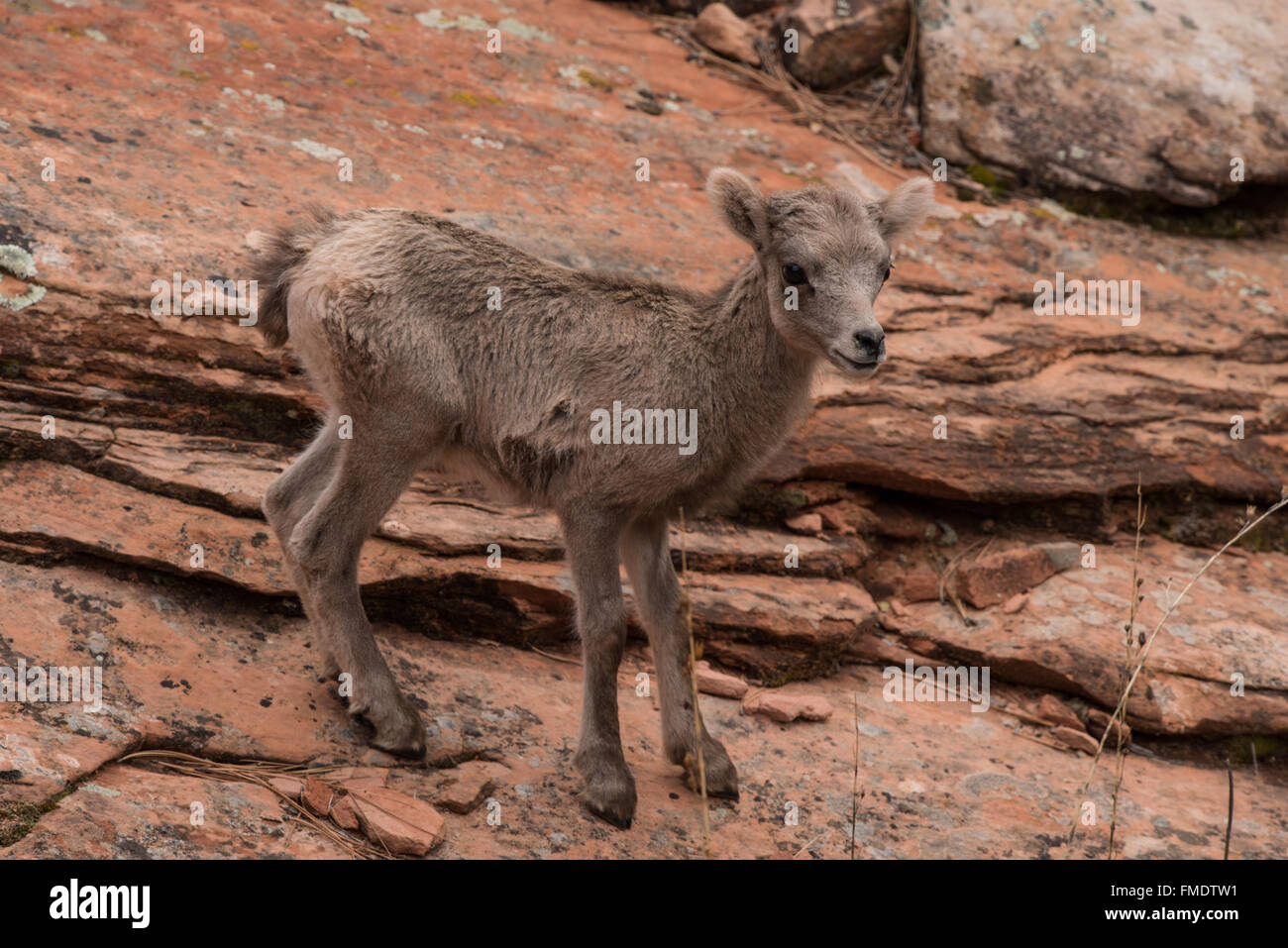 Desert bighorn sheep lamb, Zion National Park, Utah Stock Photo - Alamy