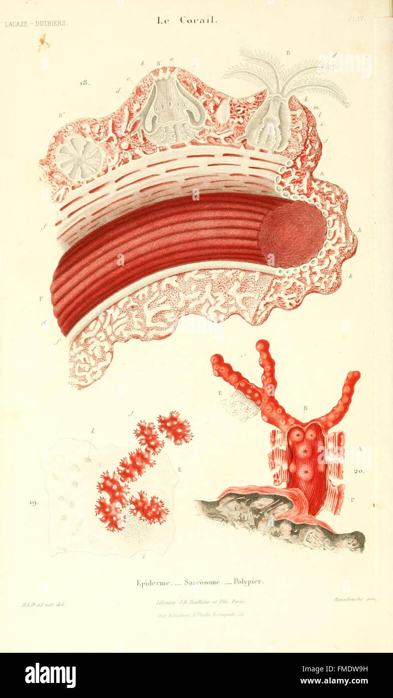 Plate IV from 'Histoire naturelle du corail' depicts detailed ...