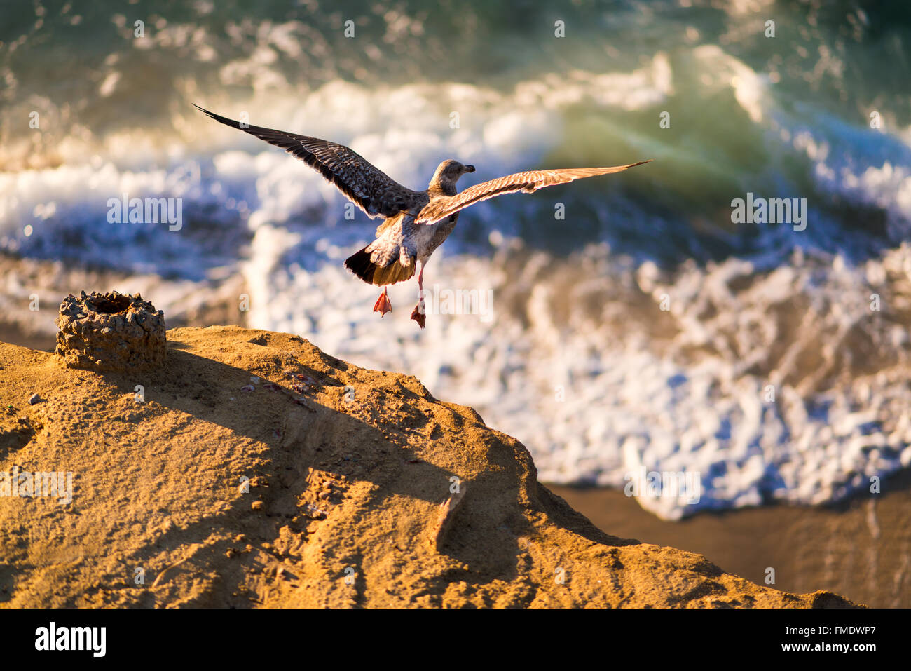 wild bird jumping into the pacific ocean Stock Photo - Alamy