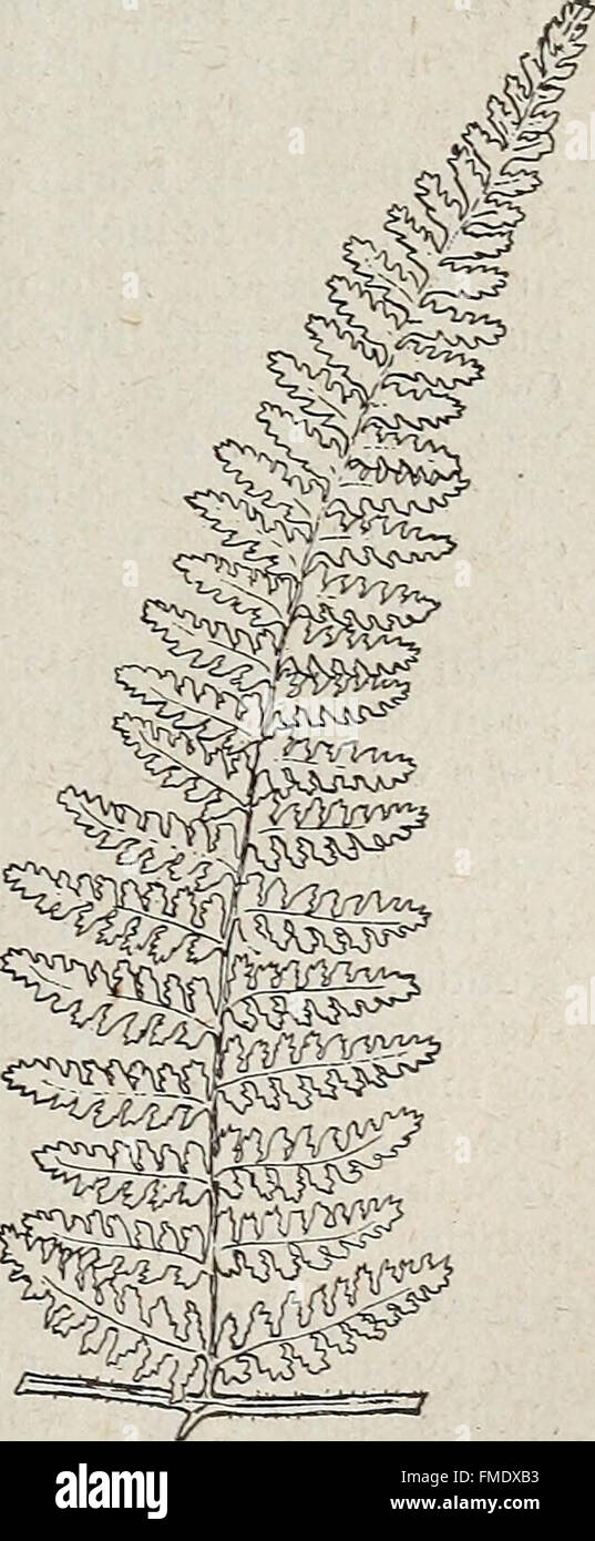 1894 descriptive hi-res stock photography and images - Alamy