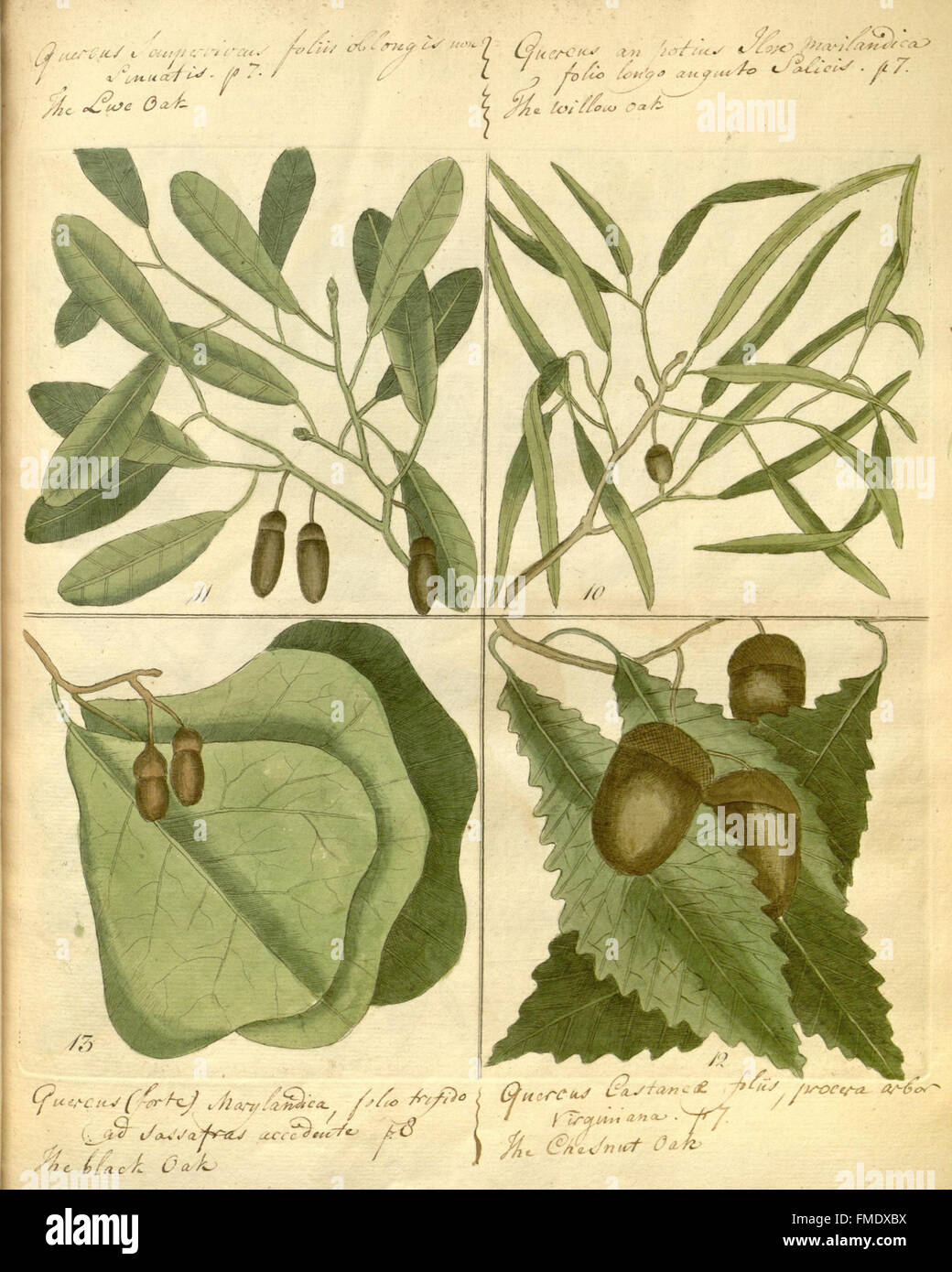 Peter raven library north america plants shrubs trees woody plants hi ...