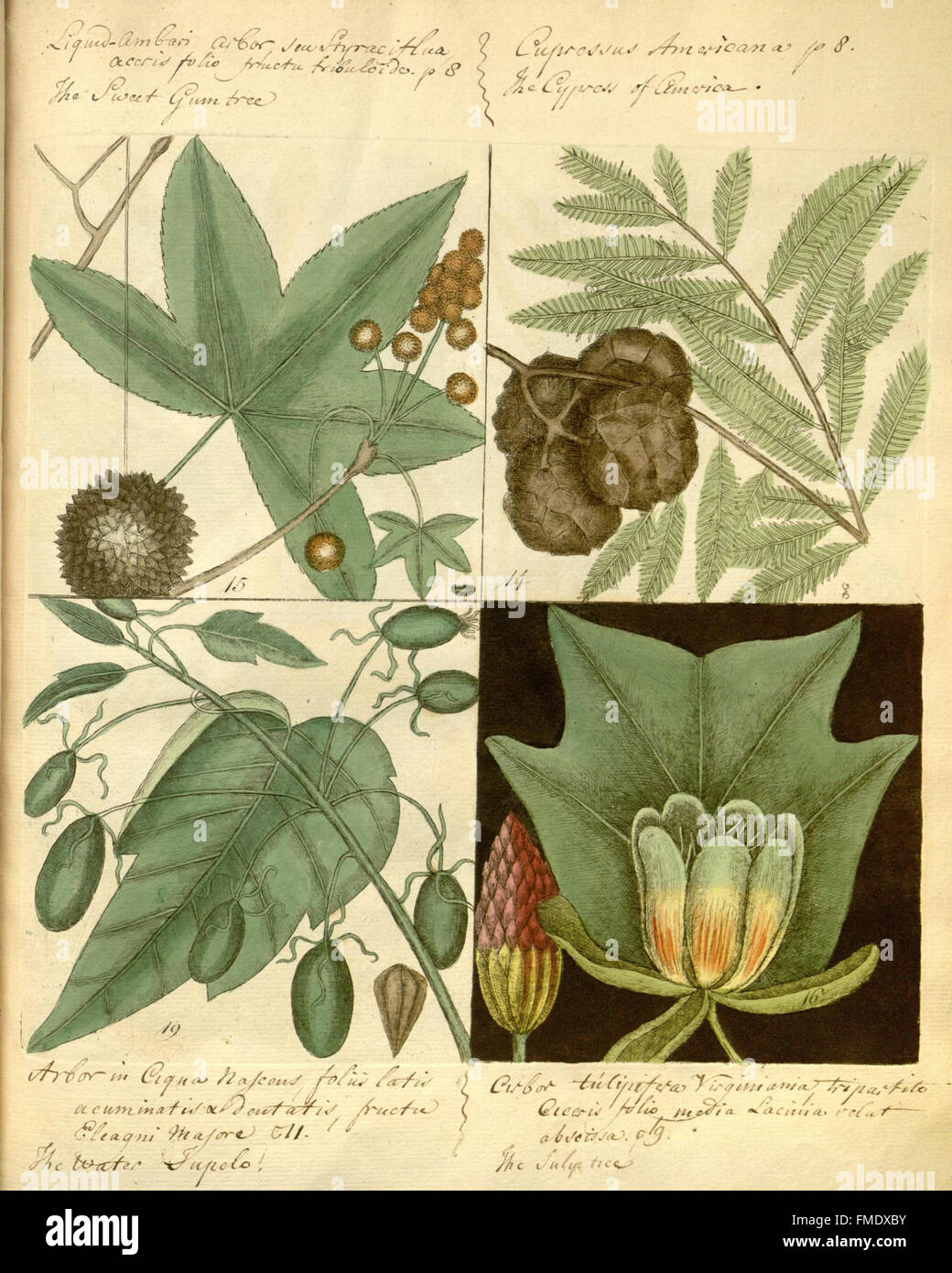 Peter raven library north america plants shrubs trees woody plants hi ...