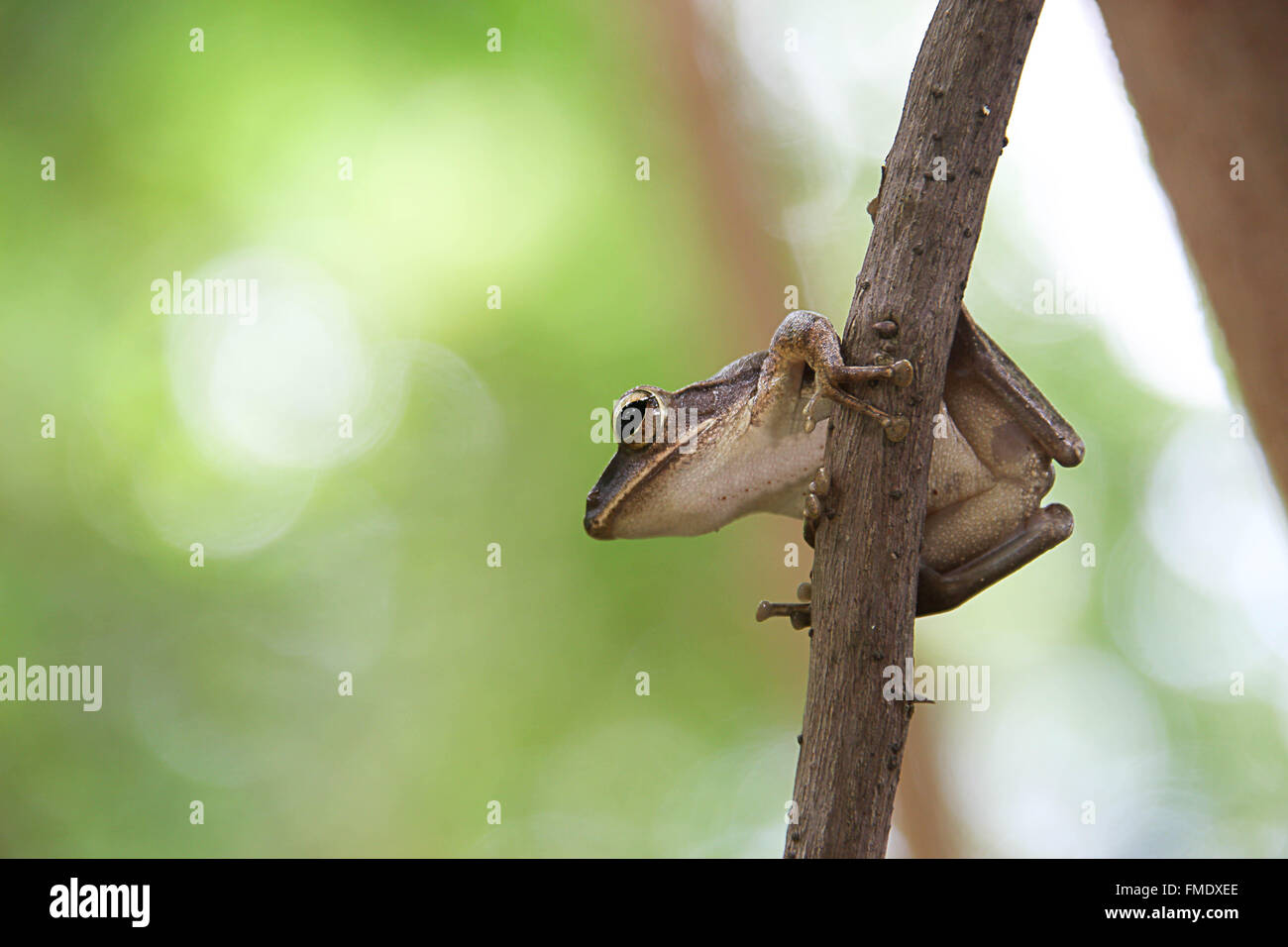 Frog fly on the branch in the forest in Thailand Stock Photo - Alamy
