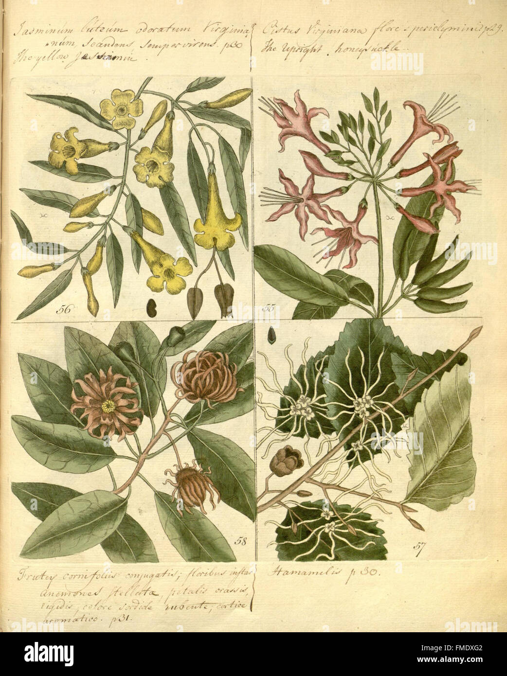 This work features 85 species of curious trees and shrubs from Europe ...