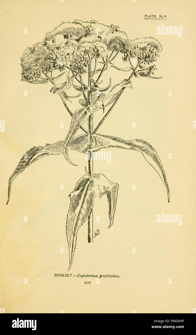 'How to Know the Wild Flowers' provides detailed descriptions and ...