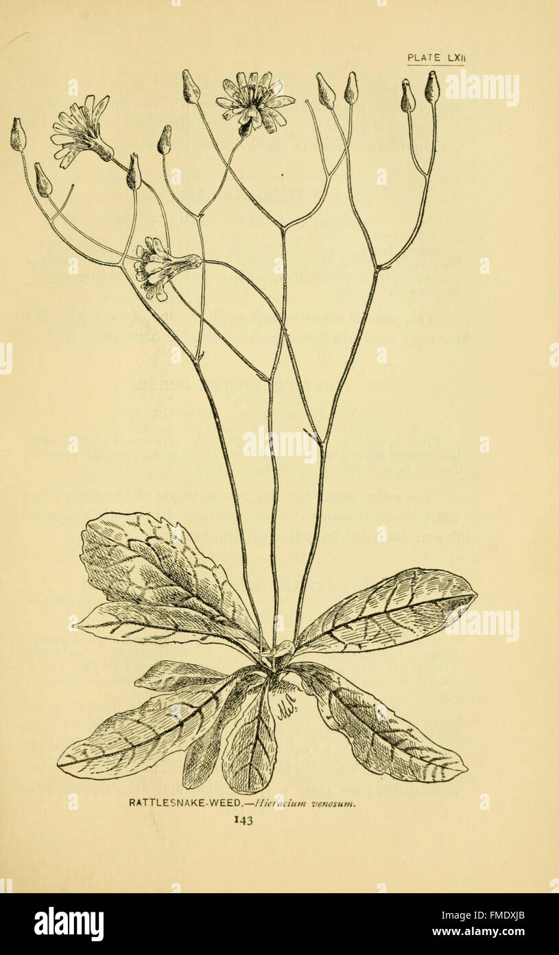 This guide provides detailed information on identifying wildflowers ...
