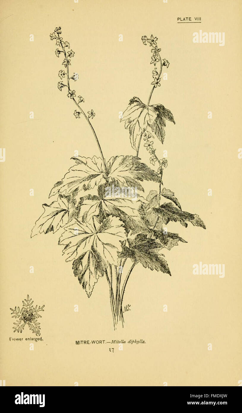 'How to Know the Wild Flowers' provides an informative guide to ...