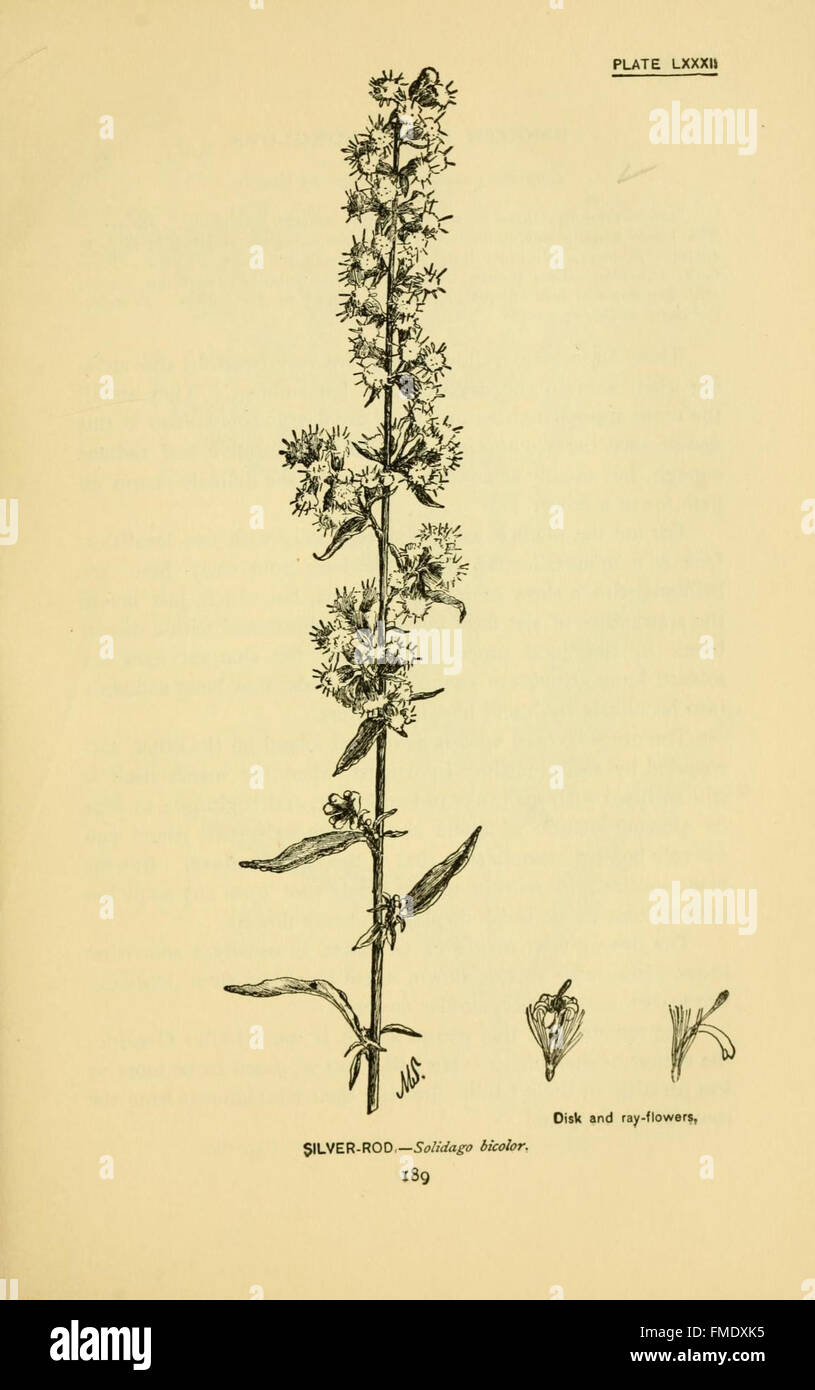 This page from 'How to Know the Wild Flowers' offers a detailed guide ...