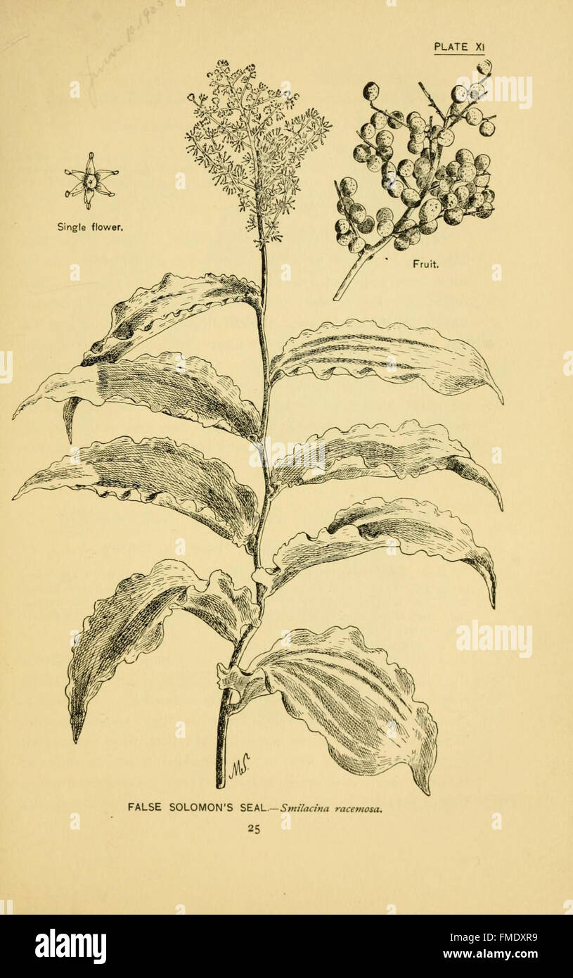 Page 25 from 'How to Know the Wild Flowers' provides guidance on ...