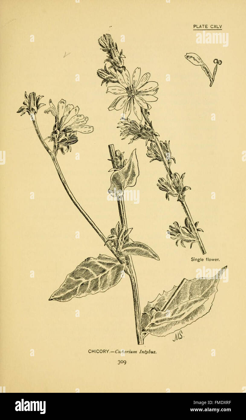 This guide provides practical information on identifying wildflowers ...