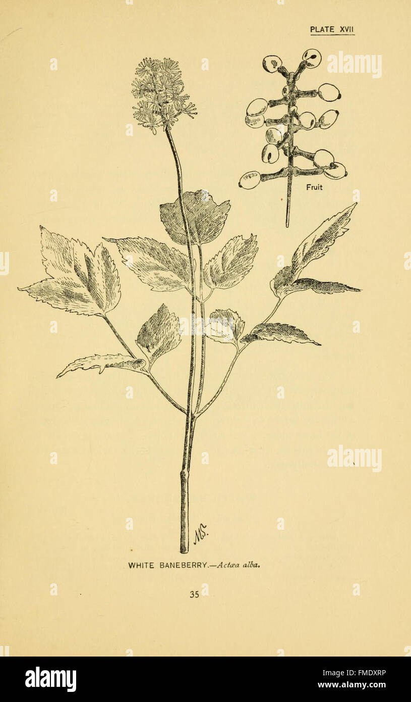 This educational guide helps readers identify wild flowers by their key ...