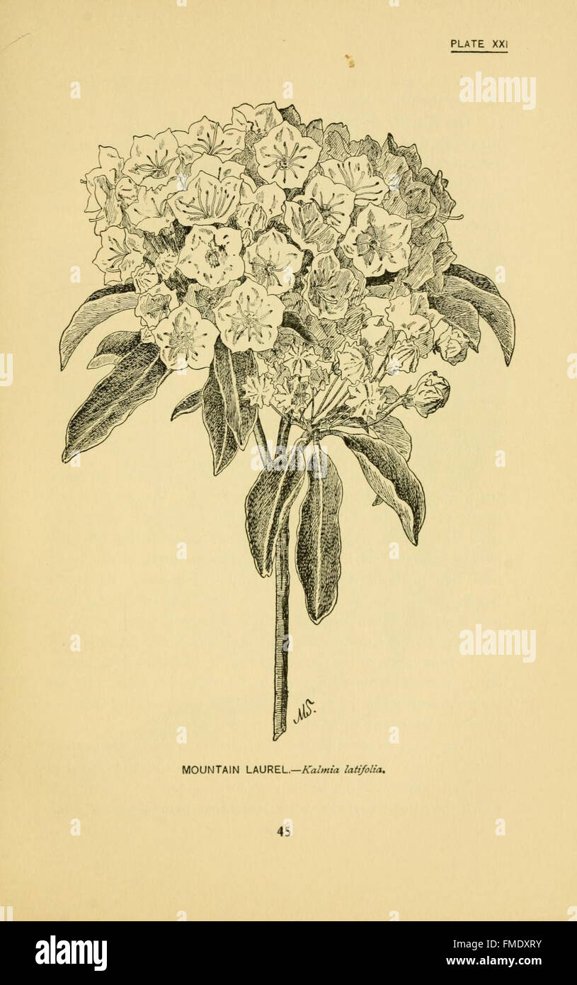 Page 45 from 'How to Know the Wild Flowers' offers a guide to ...