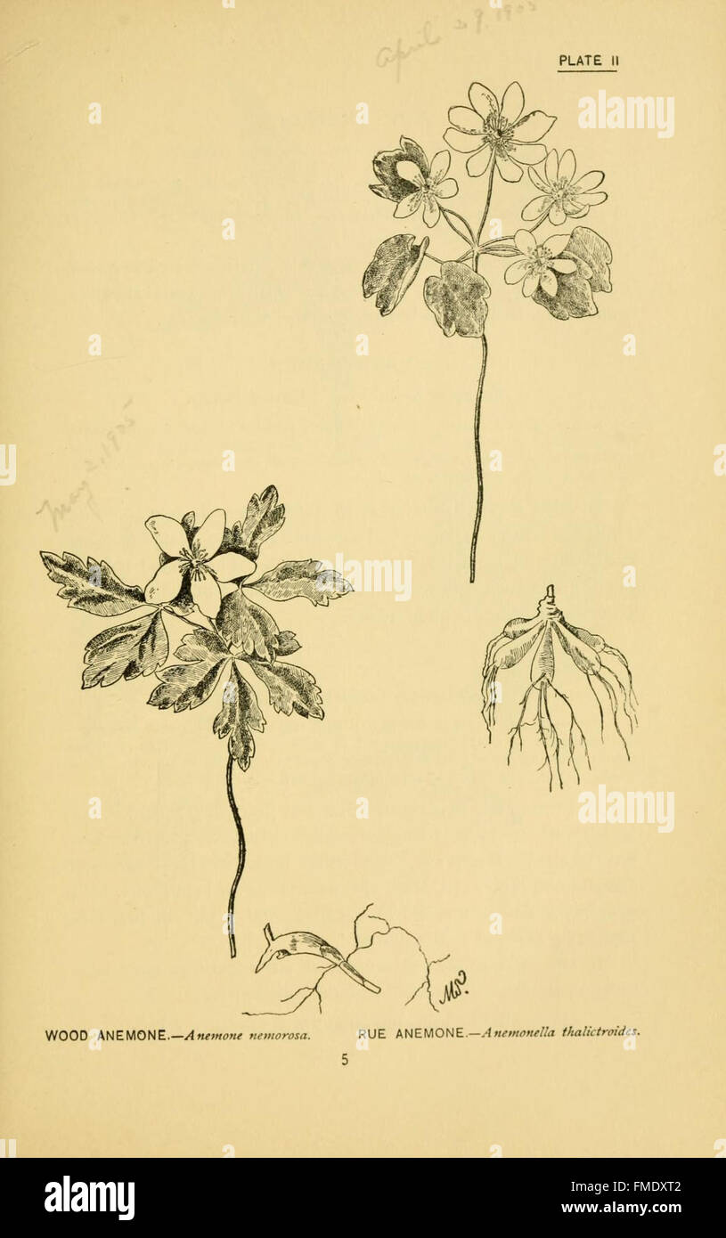 This guide helps readers identify common wildflowers, providing key ...