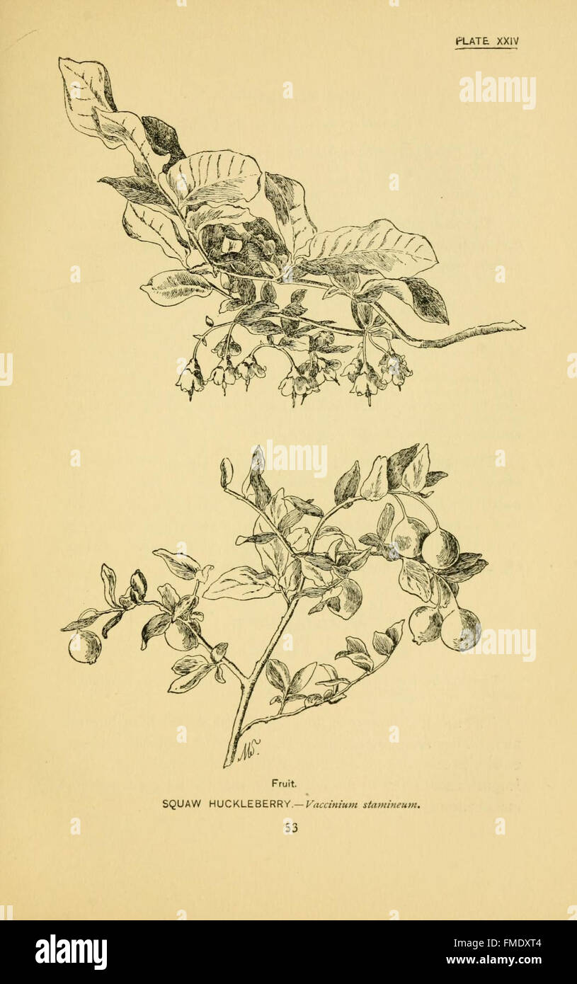 'How to Know the Wild Flowers' offers a detailed guide to identifying ...