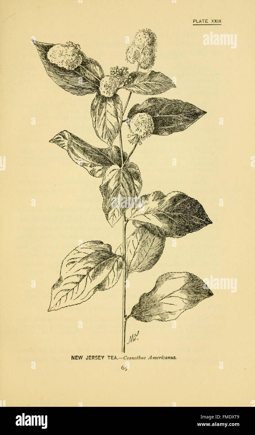 Key botanical characteristics hi-res stock photography and images - Alamy