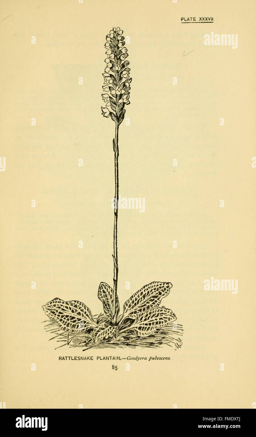 This guide provides essential information for identifying wildflowers ...