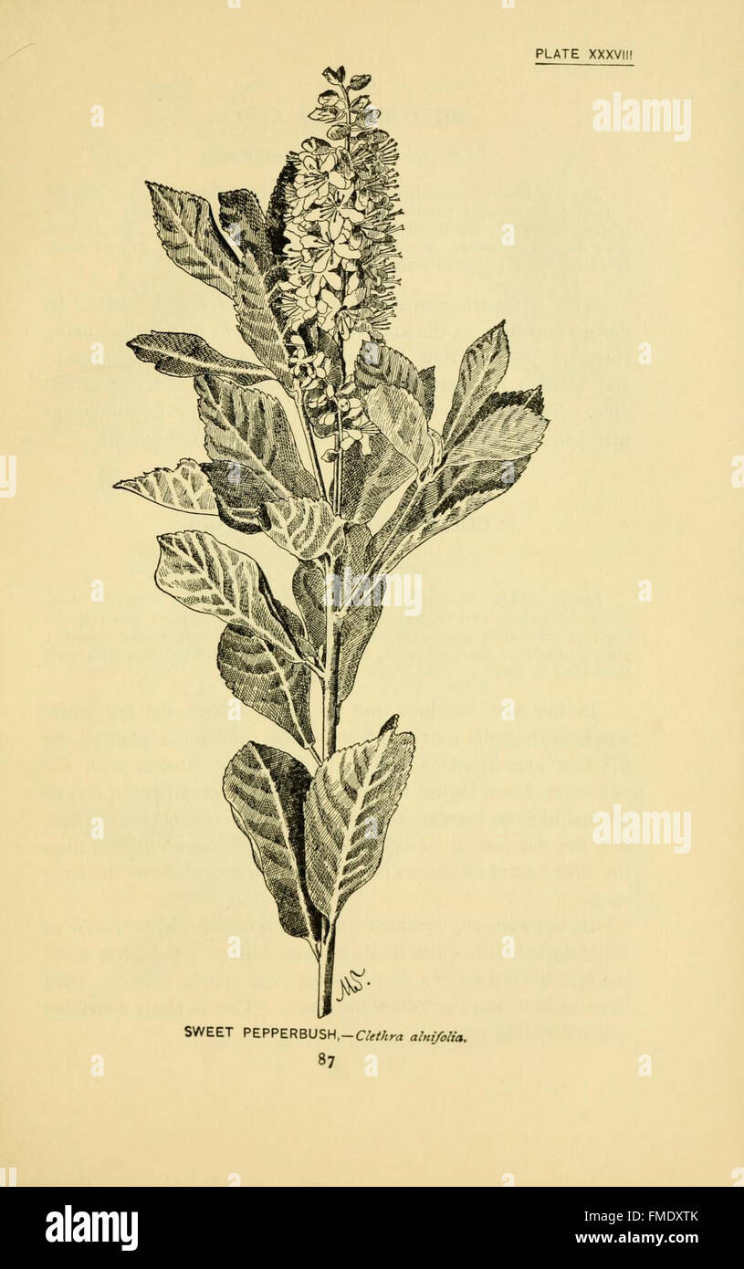 Page 87 of 'How to Know the Wild Flowers' provides identification ...