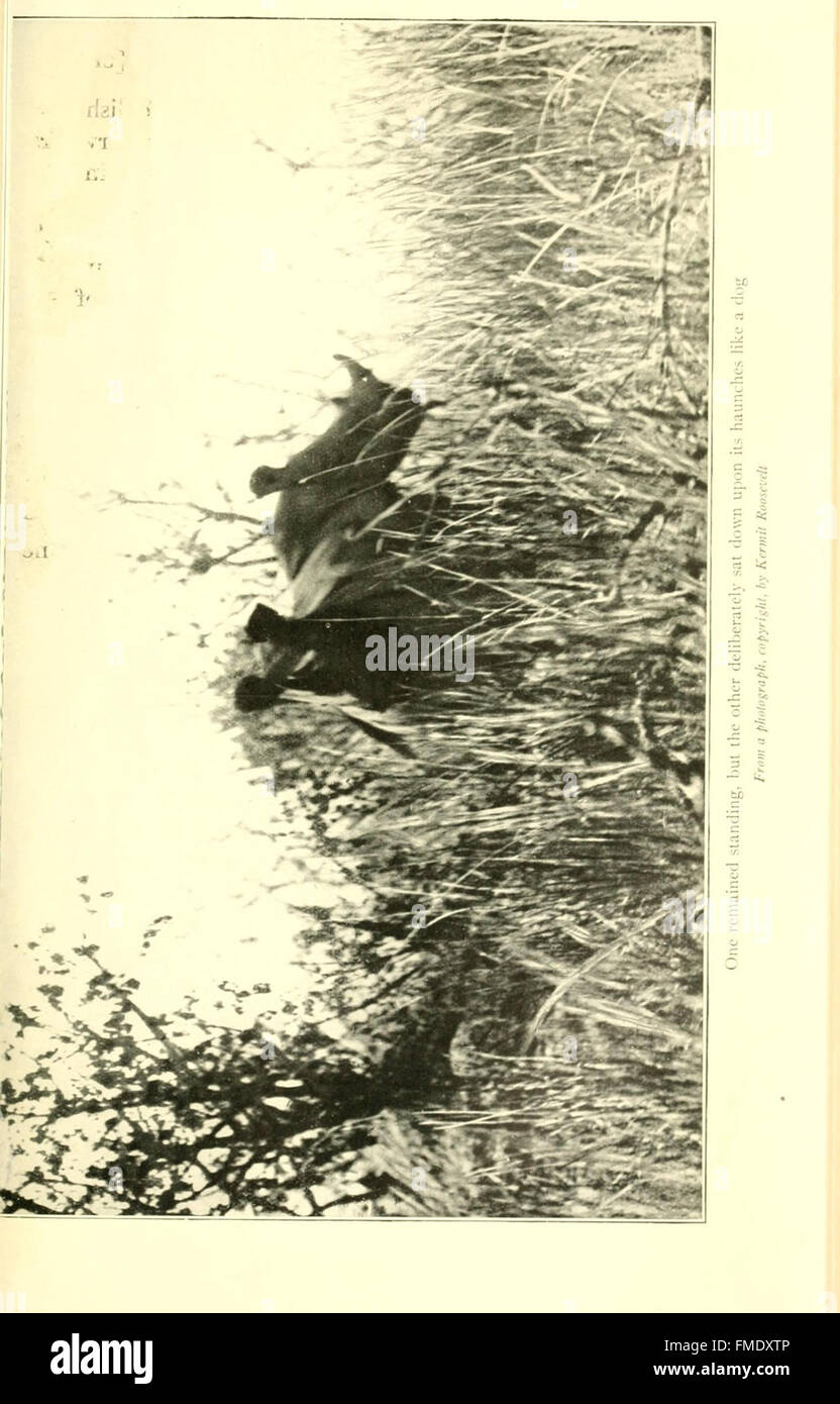 An illustration from 'African Game Trails,' depicting wildlife and ...