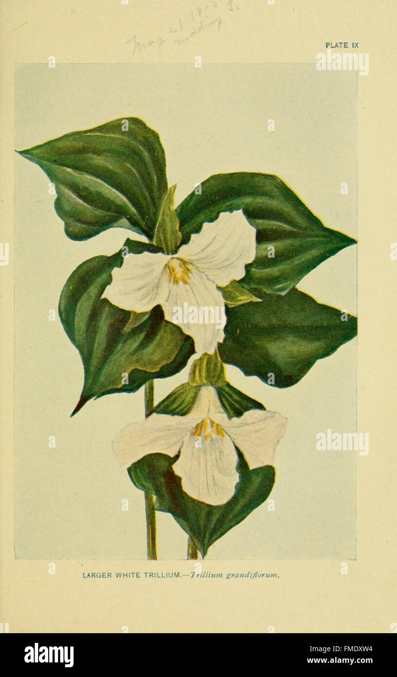 Plate IX from 'How to Know the Wild Flowers' provides a guide to ...