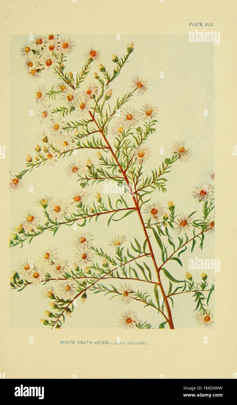 'How to Know the Wild Flowers' is an illustrated guide aimed at ...