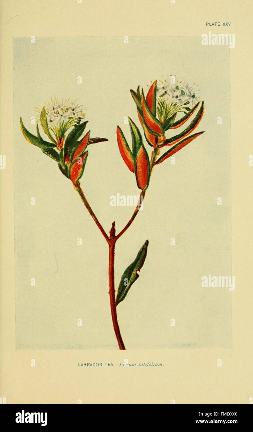 This guide provides detailed instructions on identifying wildflowers ...