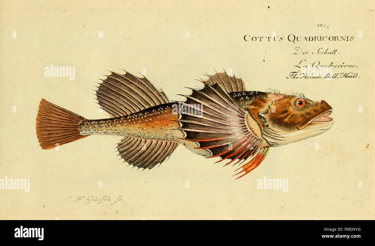 Plate 108 from *Ichthyologie* presents a detailed study of various fish ...