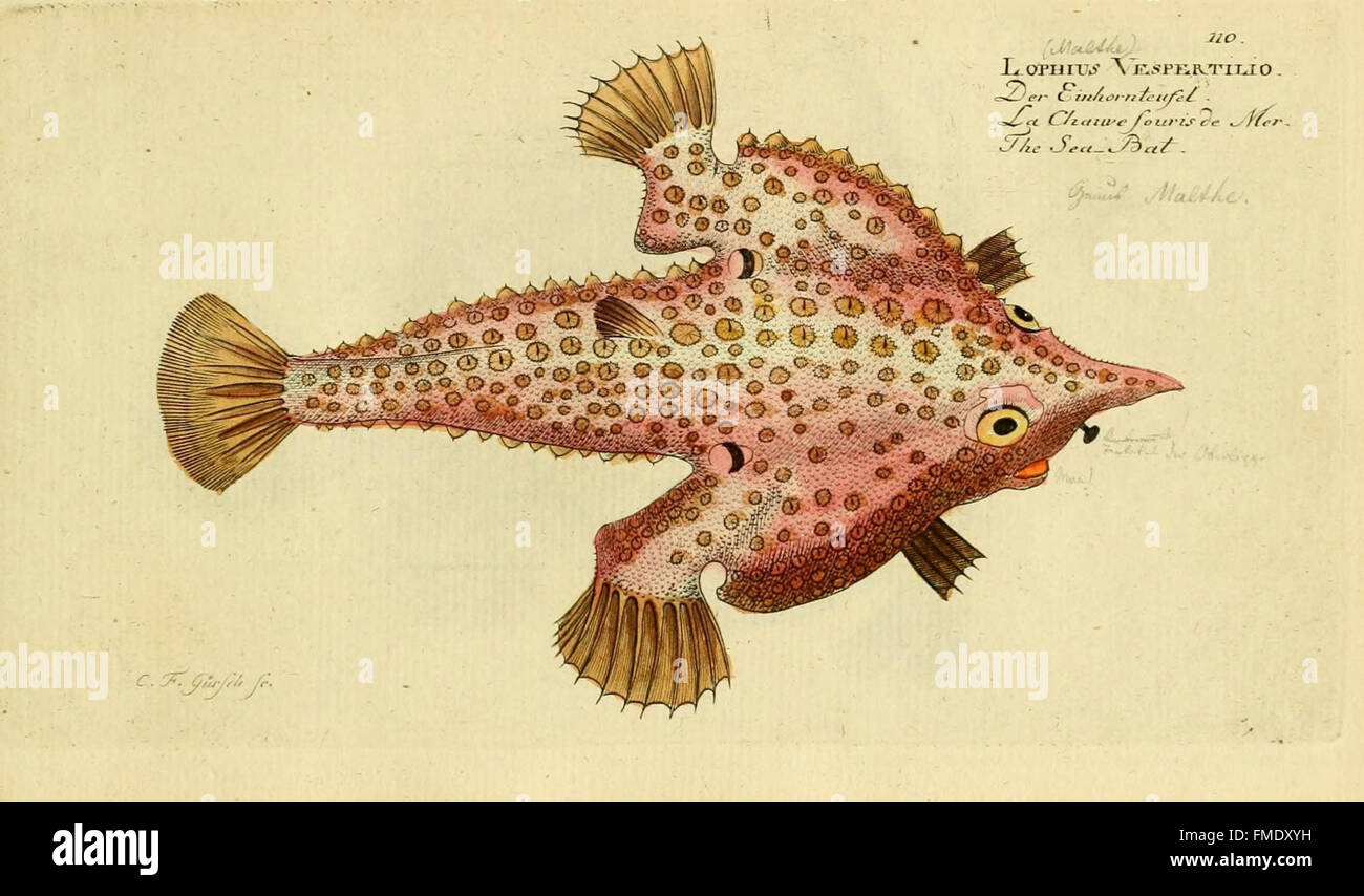 Plate 110 from the work 'Ichthyologie', showing the natural history of ...