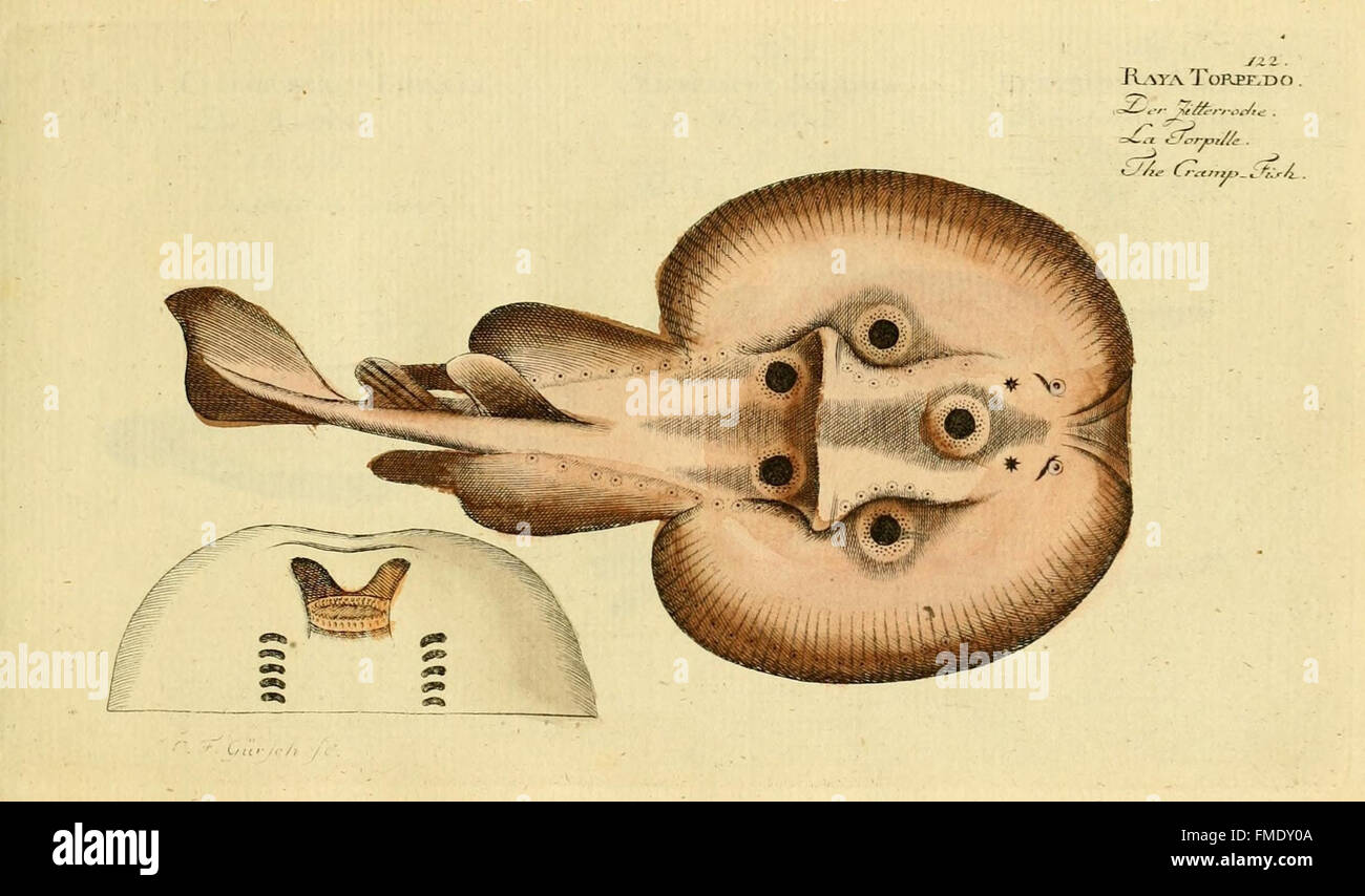 Anatomical differentiation in marine life hi-res stock photography and ...