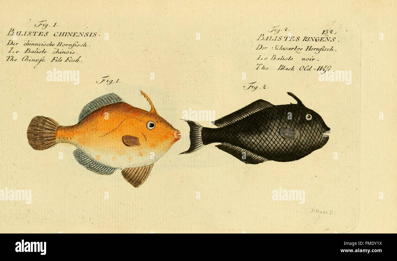 Plate 152 from 'Ichthyologie' illustrates various fish species ...
