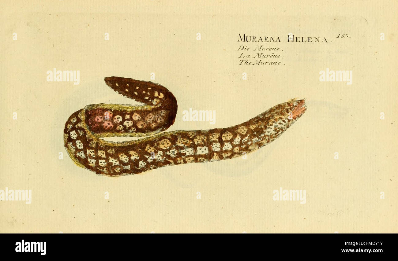 Plate 153 from 'Ichthyologie' presents a detailed study of fish species ...