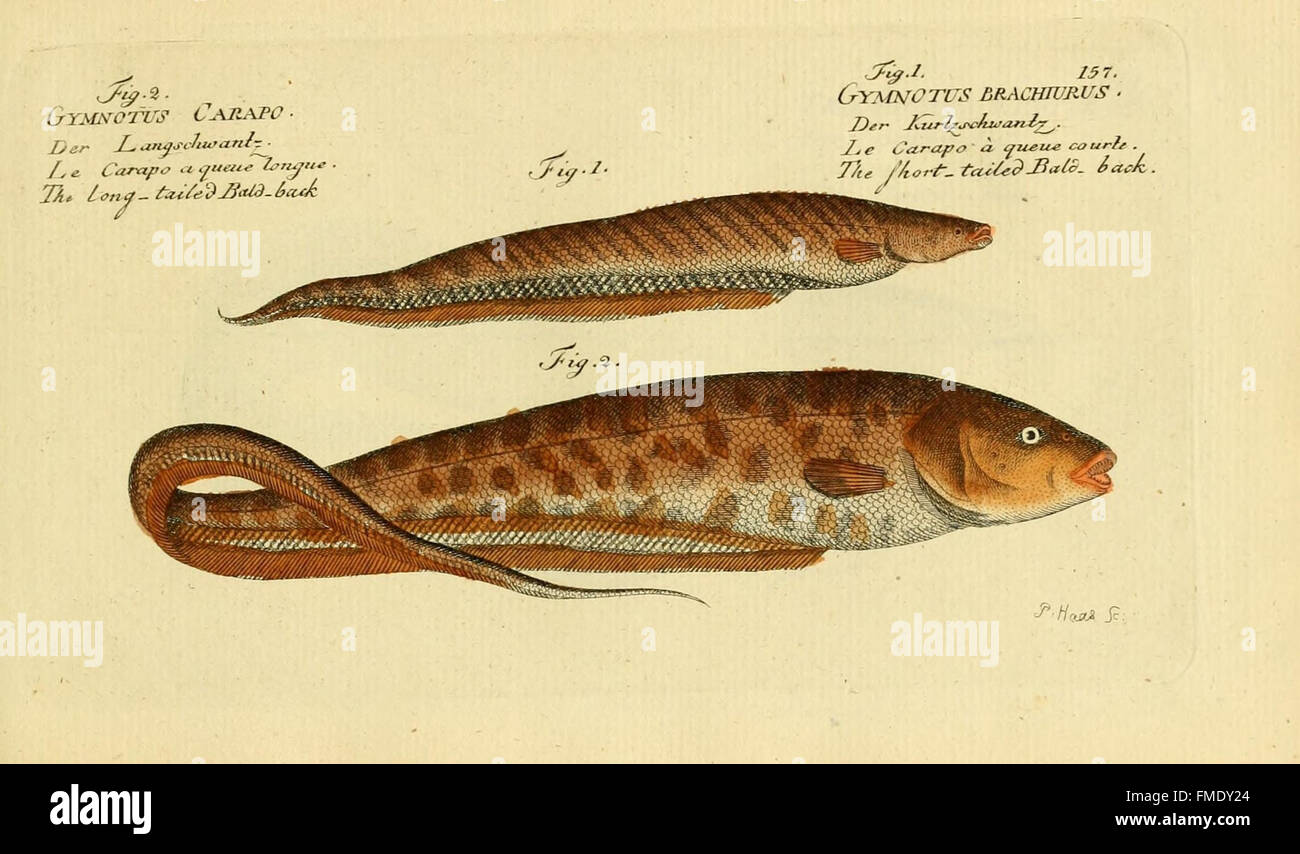 'Ichthyologie' (Natural History of Fish) provides a comprehensive study ...