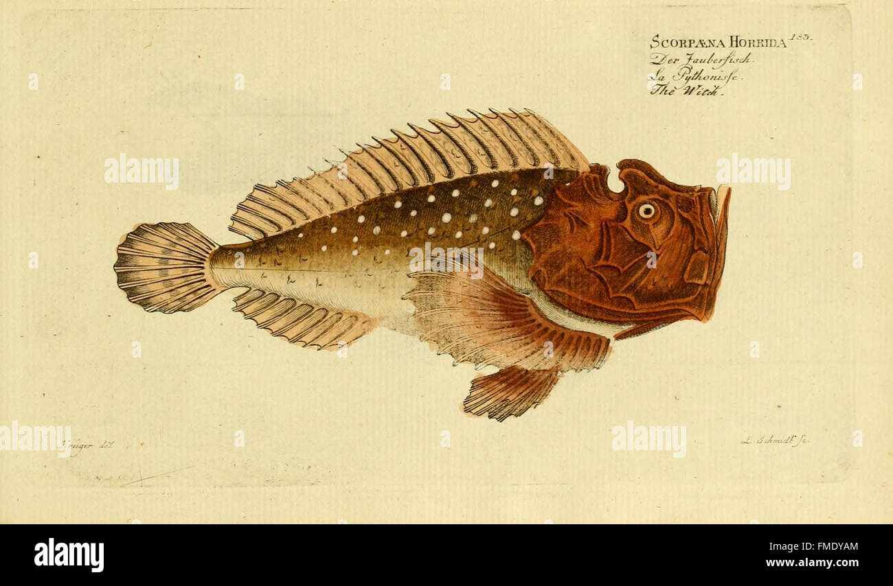 Plate 183 from 'Ichthyologie' illustrates various fish species ...