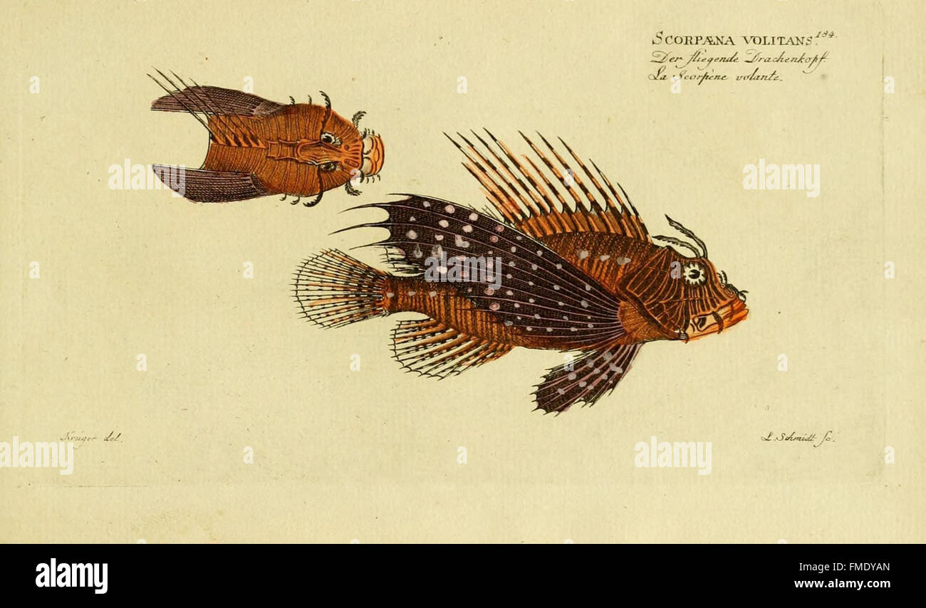 This plate from *Ichthyologie* features detailed depictions of various ...