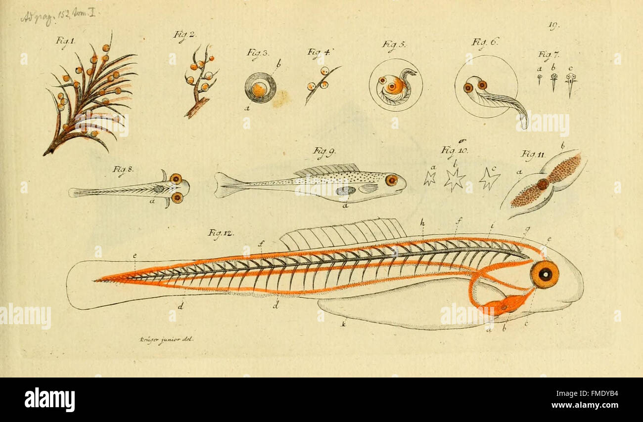 Plate 19 from 'Ichthyologie' illustrates various fish species ...
