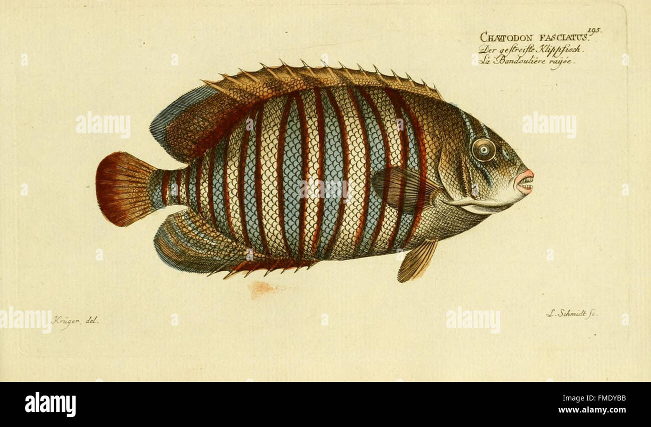 Plate 195 from 'Ichthyologie' illustrates a variety of fish species ...