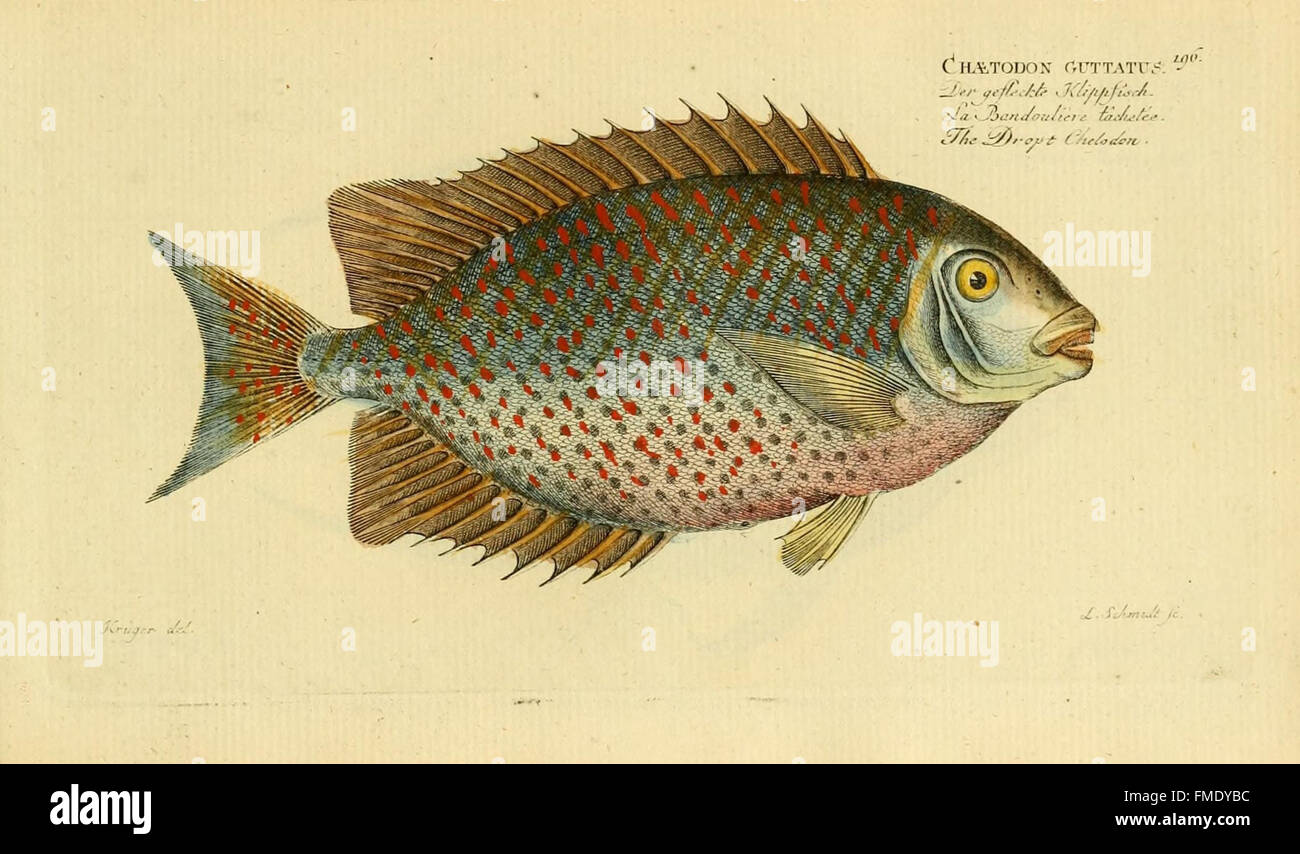 This illustration from Ichthyologie showcases various fish species ...