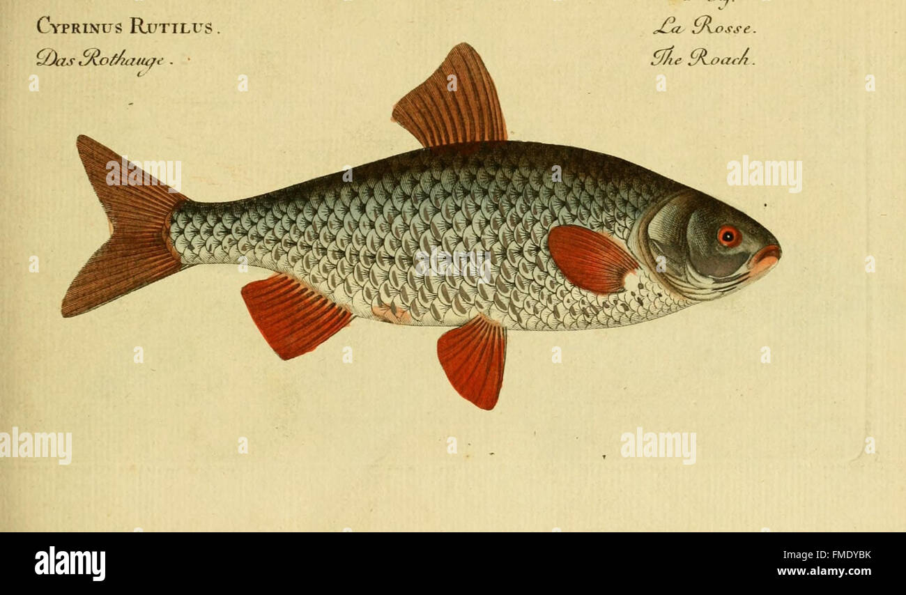 This plate from 'Ichthyologie' presents the natural history of fish ...
