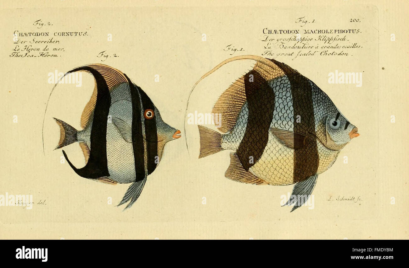 Plate 200 of 'Ichthyologie' presents detailed illustrations of fish ...
