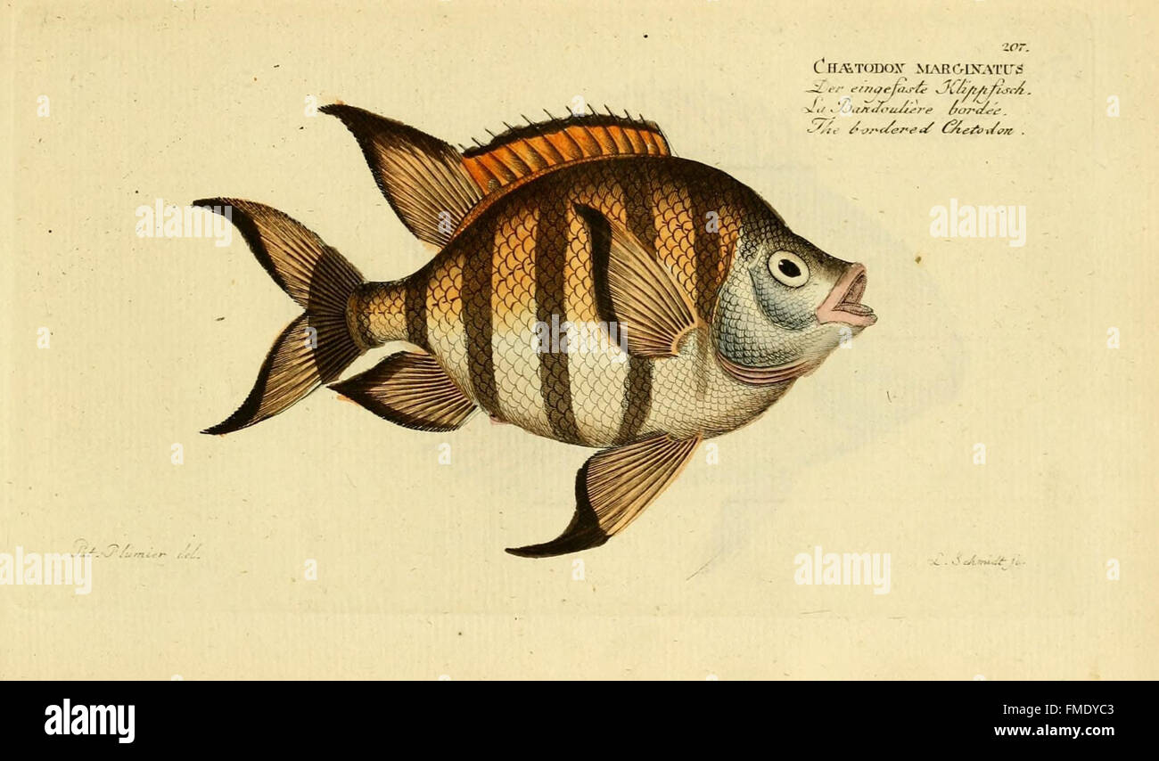 This plate from 'Ichthyologie' illustrates various fish species ...