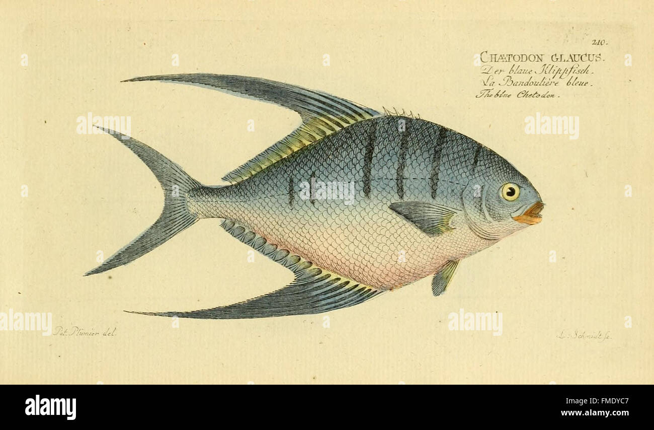 This plate from the 'Ichthyologie' series provides detailed ...