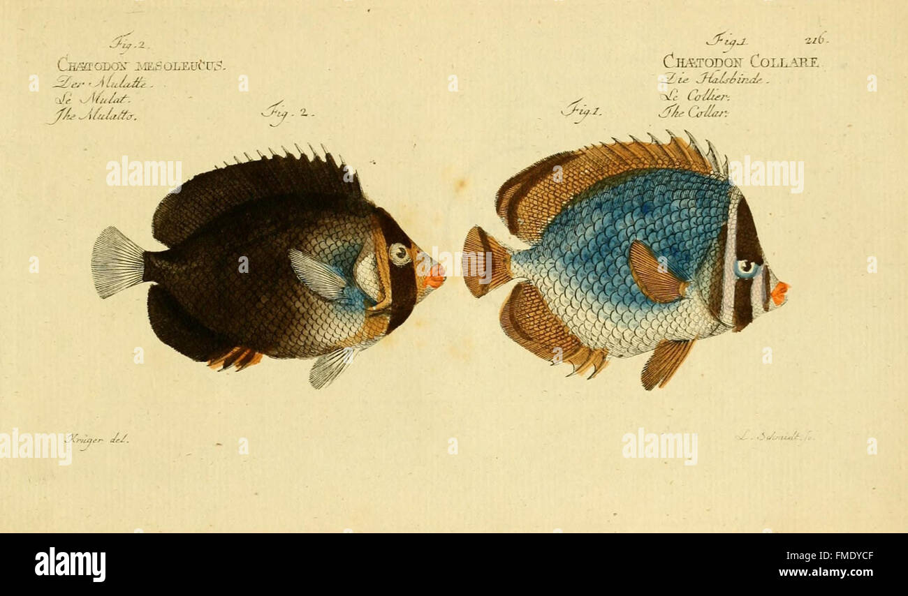 Biodiversity catalog hi-res stock photography and images - Alamy