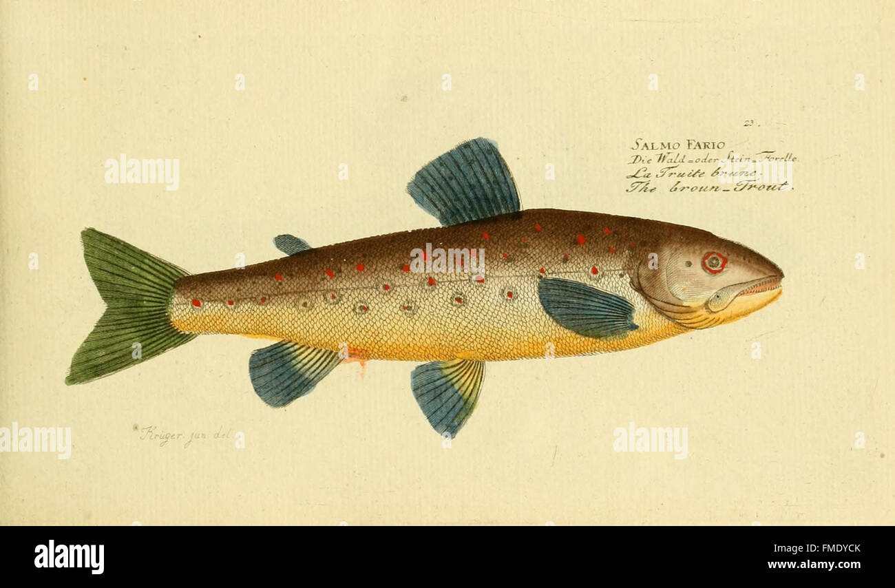 A scientific study of fish species, including detailed illustrations ...