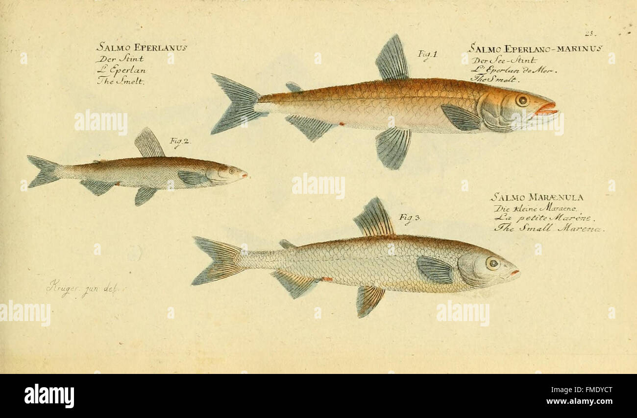 Plate 28 from *Ichthyologie; ou, Histoire naturelle des Poissons ...