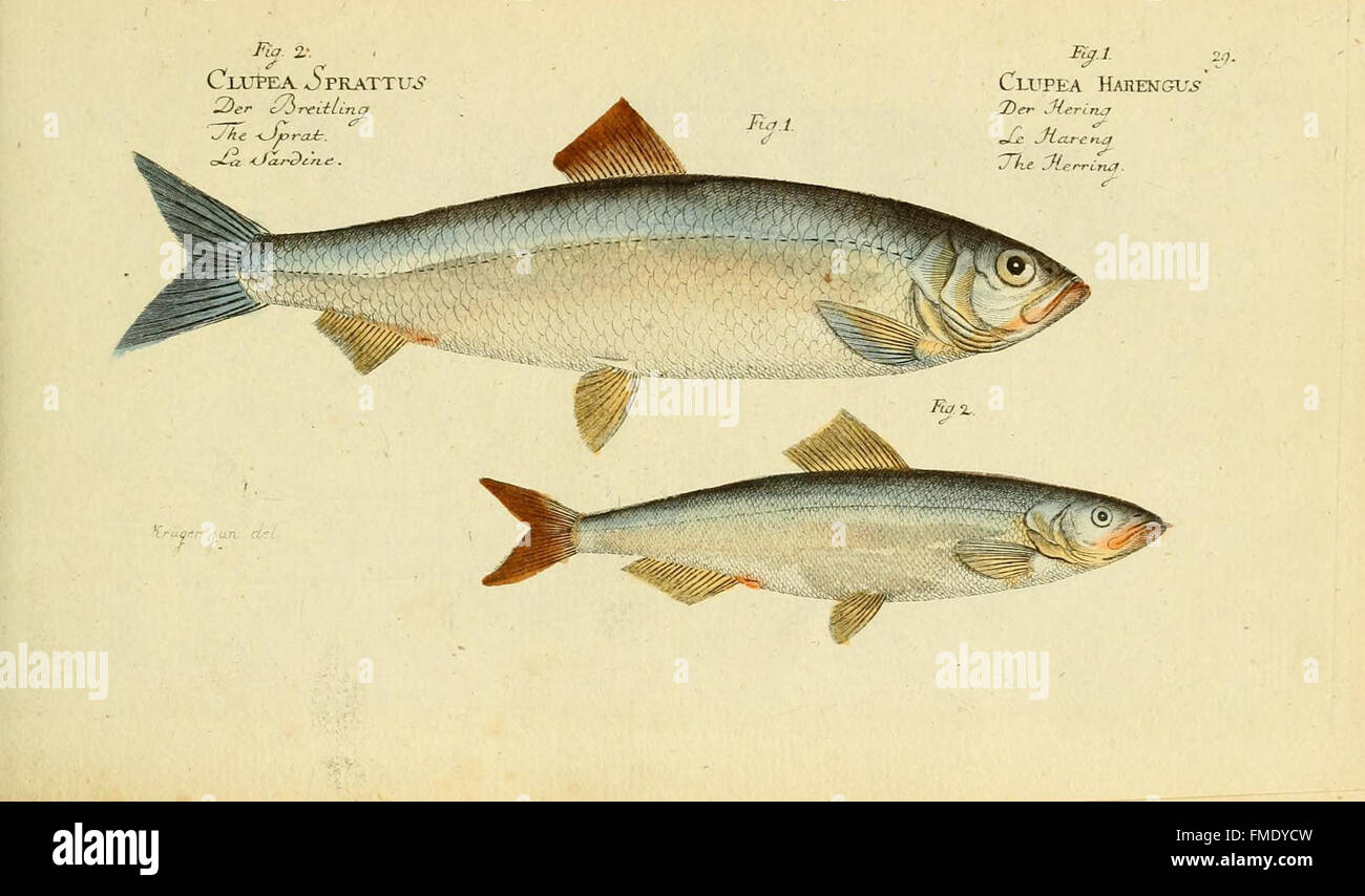 An illustration from 'Ichthyologie' (Natural History of Fish) depicting ...